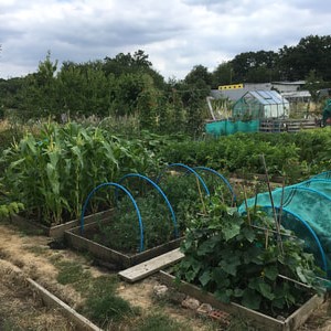 Joel Street Allotments – The Ruislip-Northwood Co-operative ...